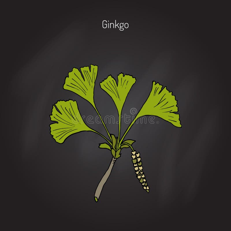 Ginkgo Biloba, Ginkgo Oder Maidenhair Baum Vektor Abbildung ...