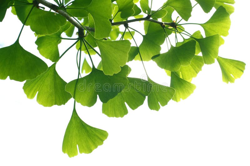 Ginkgo Biloba Green Leaves on a Tree. Ginkgo Biloba Tree Leaves on ...