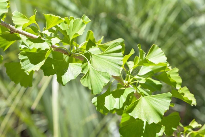 Ginkgo biloba stock image. Image of ginkgo, botany, tree - 76129309