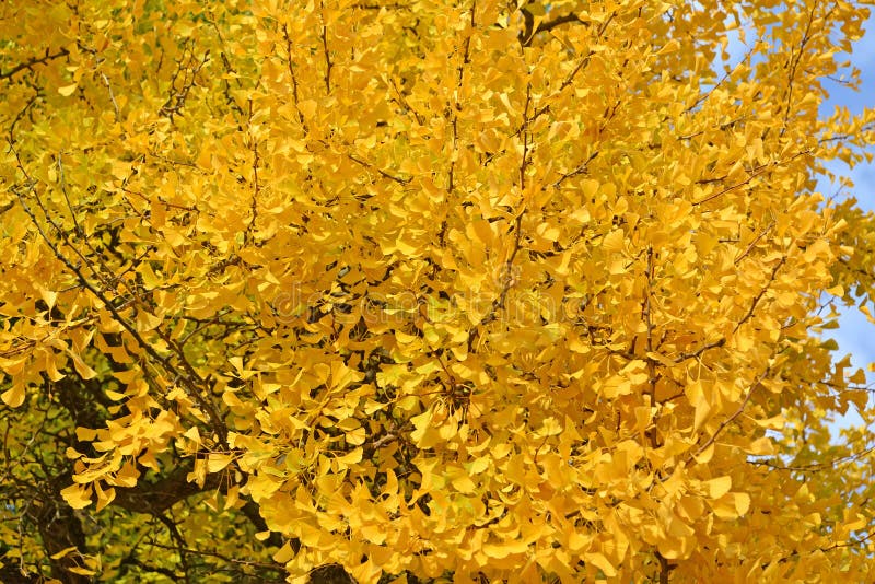 Ginkgo Biloba L. Yellow Foliage Stock Photo - Image of fall, fanshaped ...