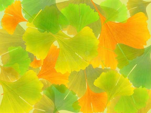 Ginkgo Biloba Leaf Pattern Background Stock Image - Image of leaves ...