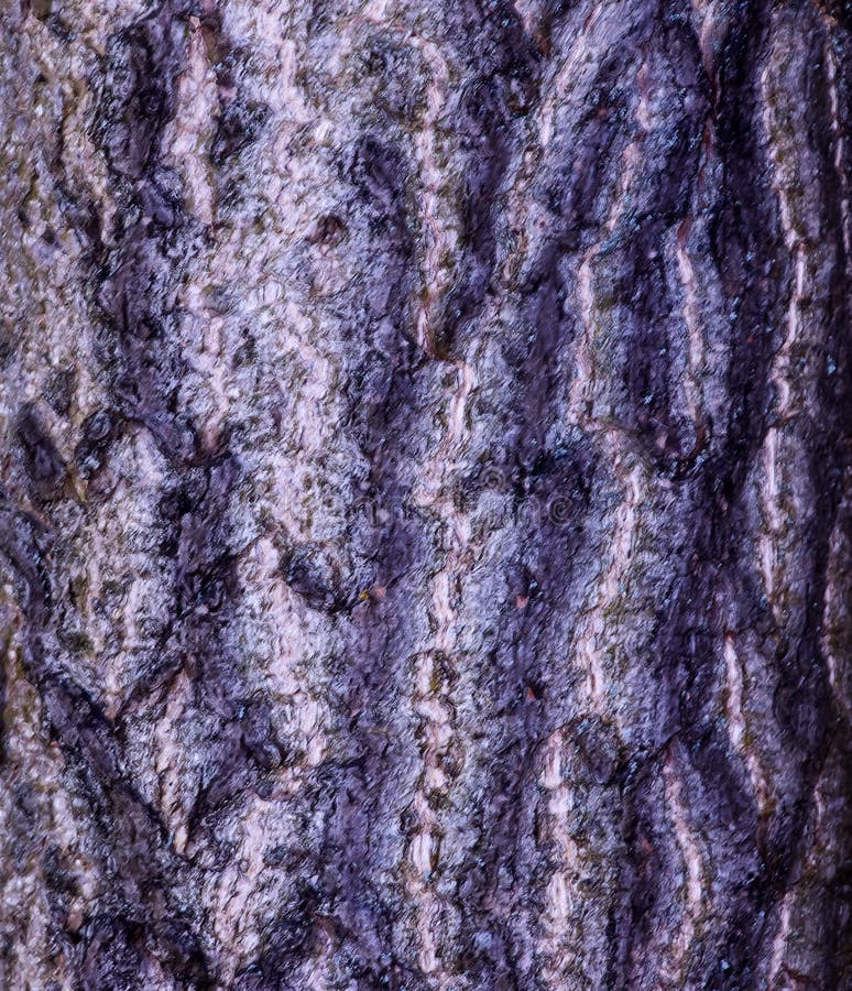 Ginkgo Biloba Tree Bark. Tree Bark Background Stock Photo - Image of ...