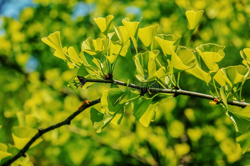 Ginkgo Biloba Tree Branch. Green Leaves, Selective Focus Stock Photo ...