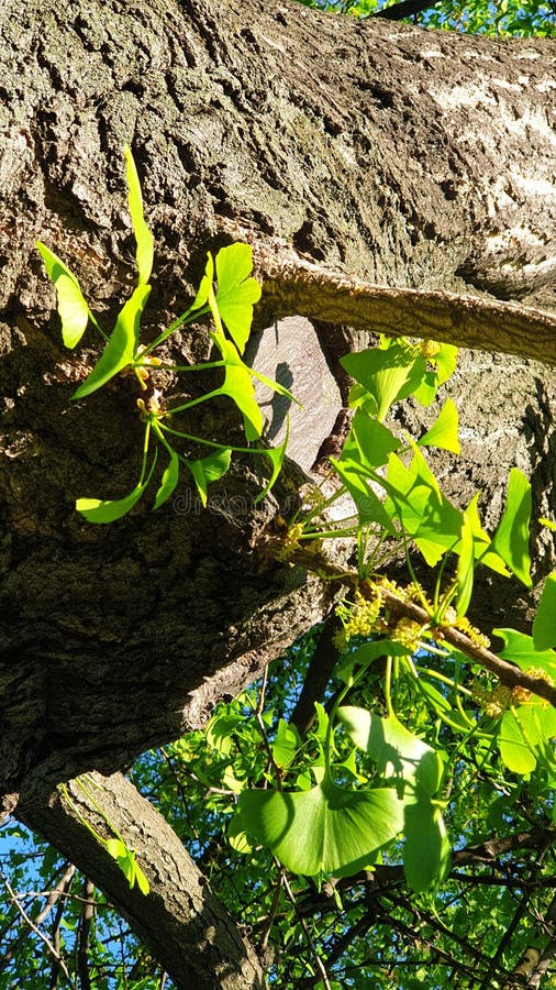 Ginkgo Biloba Tree with First Spring Leaves and Bark Stock Image ...