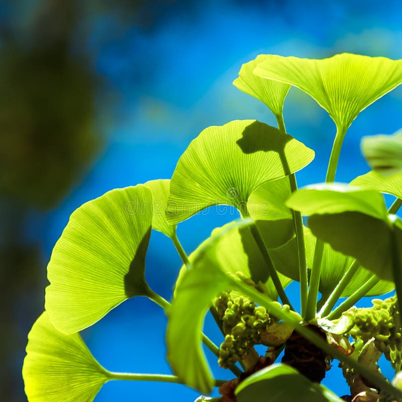 Ginkgo Biloba tree stock photo. Image of herbal, ginkgo - 10039428