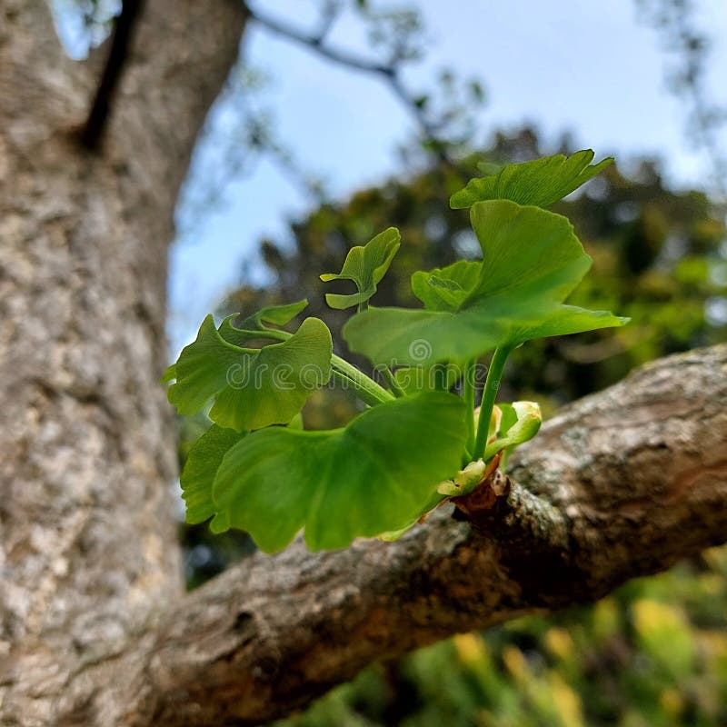 Ginkgo Biloba Tree in Spring Bloom Time Stock Photo - Image of nature ...