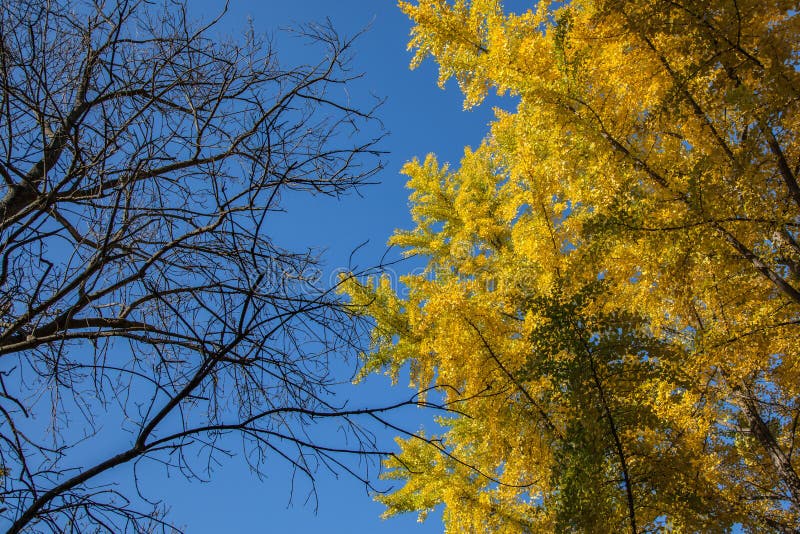 Diecious Stock Photos - Free & Royalty-Free Stock Photos from Dreamstime