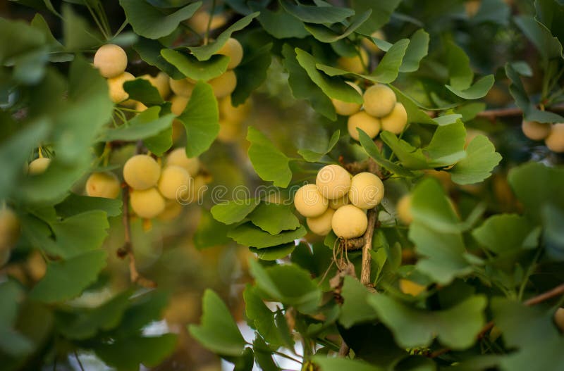 Ginkgo fruit stock image. Image of outdoor, natural, oriental - 11136523