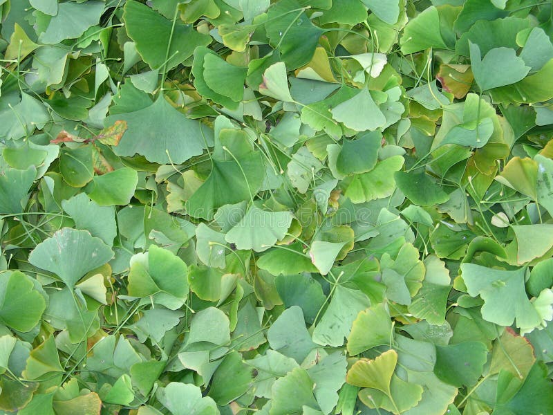 Ginkgo (Gingko Biloba) Leaves Stock Photo - Image of herb, green: 270919312