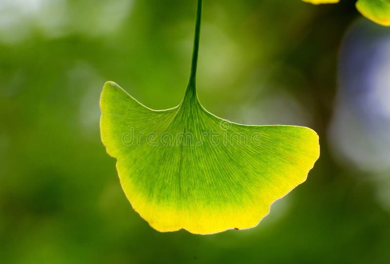Ginkgo leaf stock photo. Image of herbs, ginkgo, gardens - 11130920
