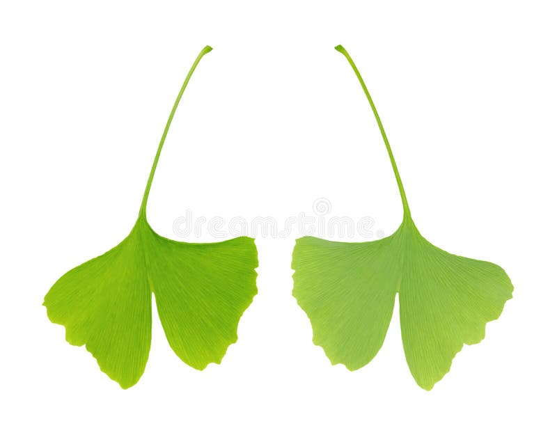 Green Ginkgo Leaf, Front and Rear View, Isolated Over White Stock Image ...