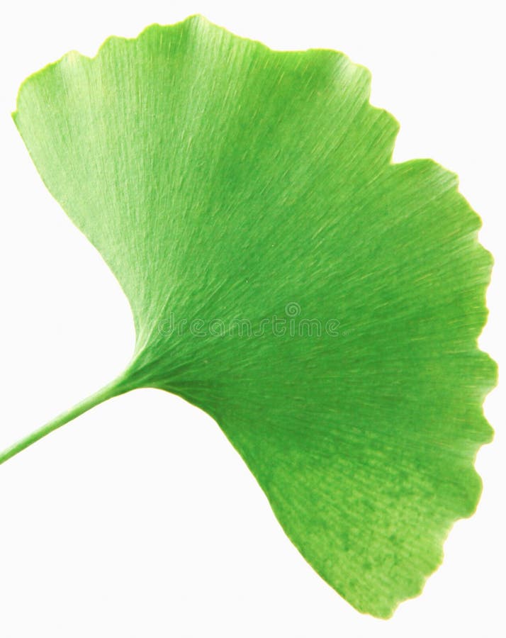 Ginkgo Leaf Isolated on White Stock Image - Image of macro, gingko ...