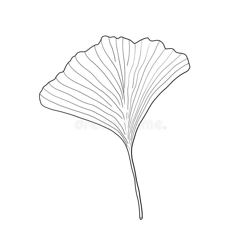 Ginkgo leaf vector sketch stock vector. Illustration of drawing - 276293483
