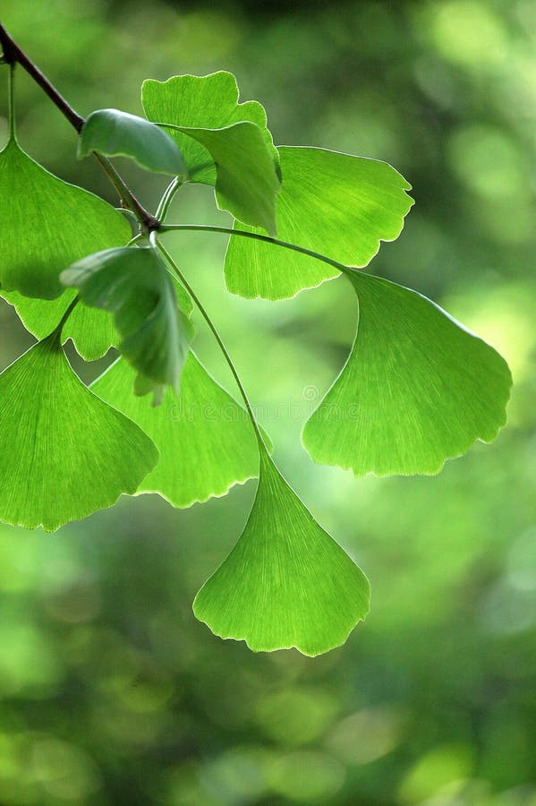 Ginkgo leaves stock photo. Image of plant, sunlight, summer - 9400324