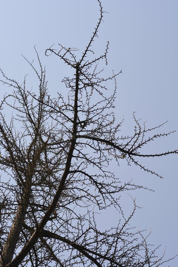 Ginkgo leaves stock image. Image of blue, branch, plant - 269752781