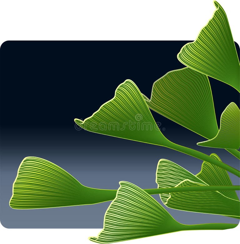 Ginko Tree Leaves Stock Illustrations – 1,272 Ginko Tree Leaves Stock ...