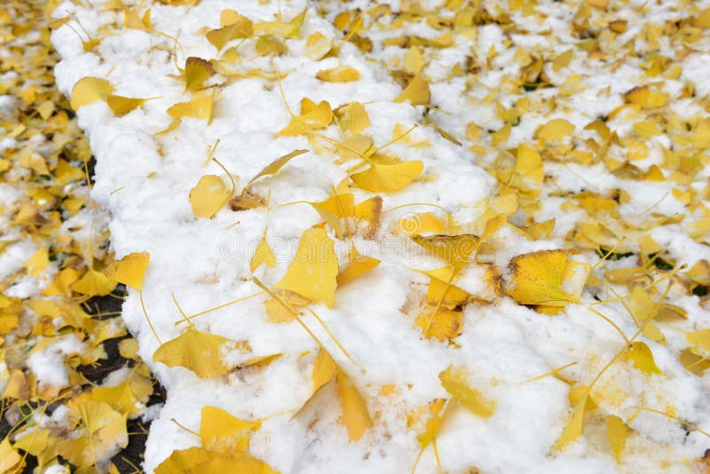 Ginkgo leaves on the snow stock image. Image of white - 234088309
