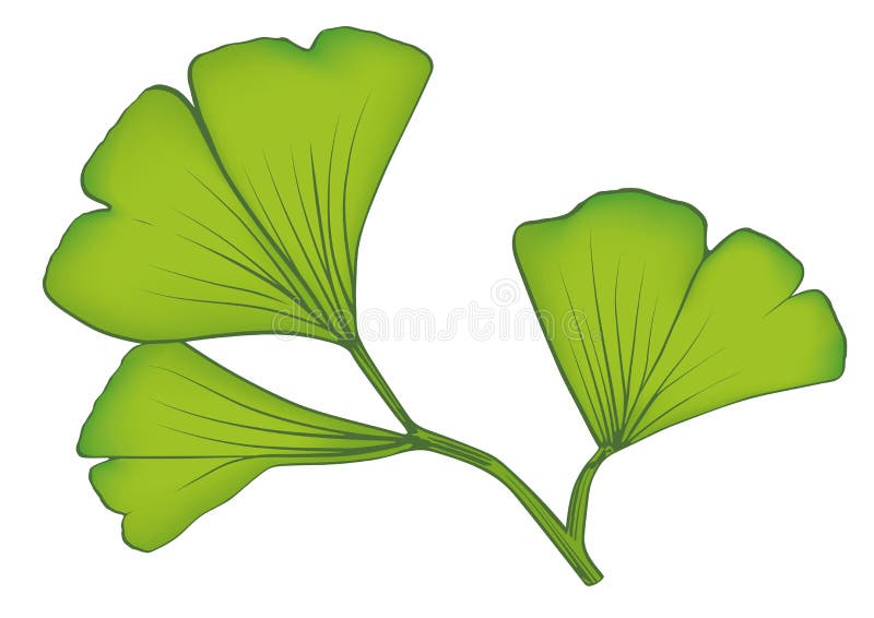 Ginkgo leaves vector stock vector. Illustration of twig - 40106802