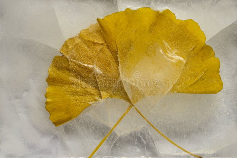Ginkgo leaves in winter stock photo. Image of pattern - 76923974