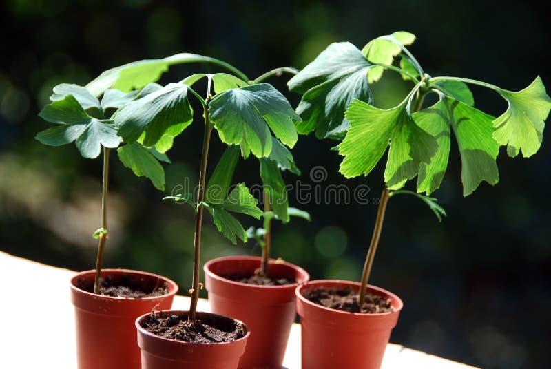 Ginkgo seedlings stock photo. Image of trees, living - 33697652