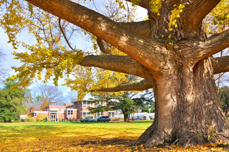Ginkgo tree stock photo. Image of bark, picnic, trees - 12738360