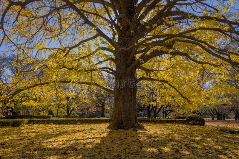Ginkgo tree in Autumn stock image. Image of november - 65327955