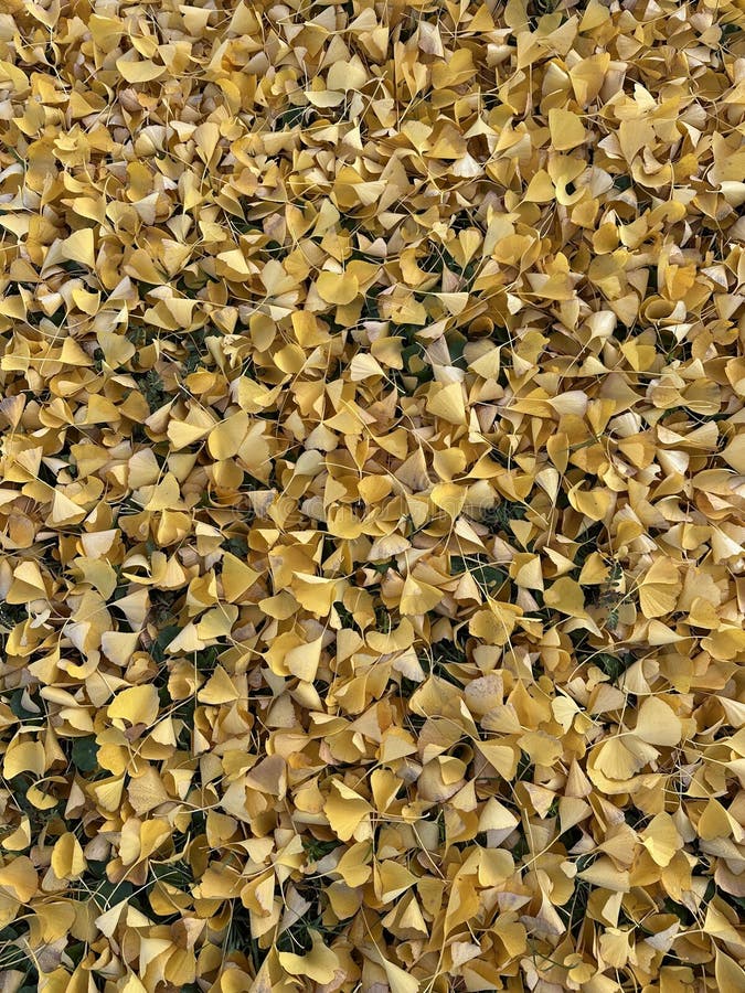 Ginkgo Tree Background of Fall Leaves on the Ground Stock Image - Image ...