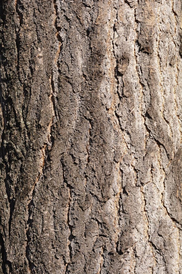 Ginkgo tree stock photo. Image of maidenhair, biloba - 309886036