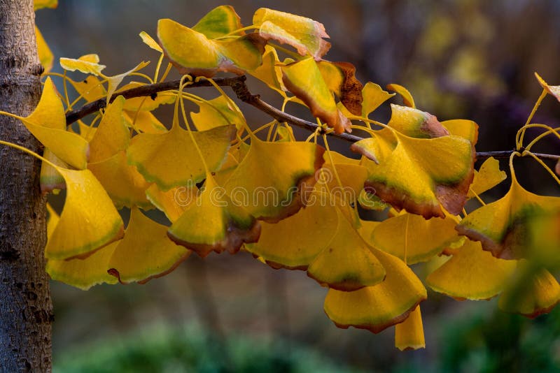 Ginkgo Tree Branch in the Fall Stock Image - Image of fall, maidenhair ...