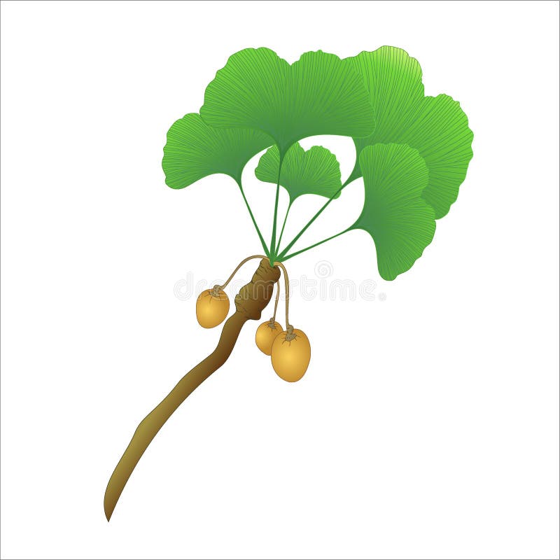 Ginkgo tree branch stock illustration. Illustration of ginkgo - 60115456