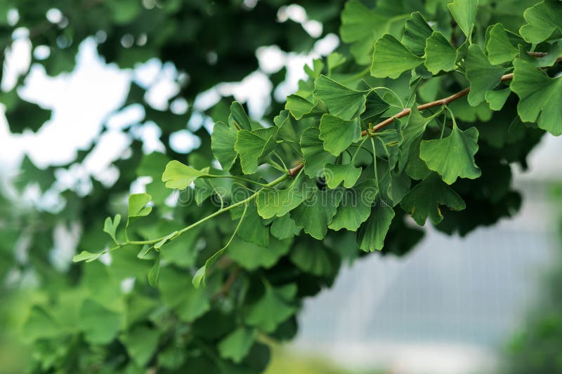 Ginkgo Tree Branch with Leaves Close Up on Blurred Natural Background ...