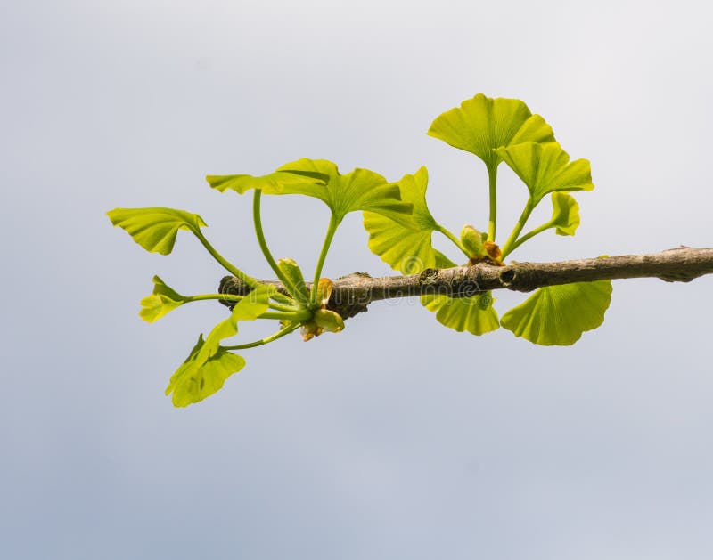 Ginkgo tree branch stock photo. Image of foliage, bright - 40734466