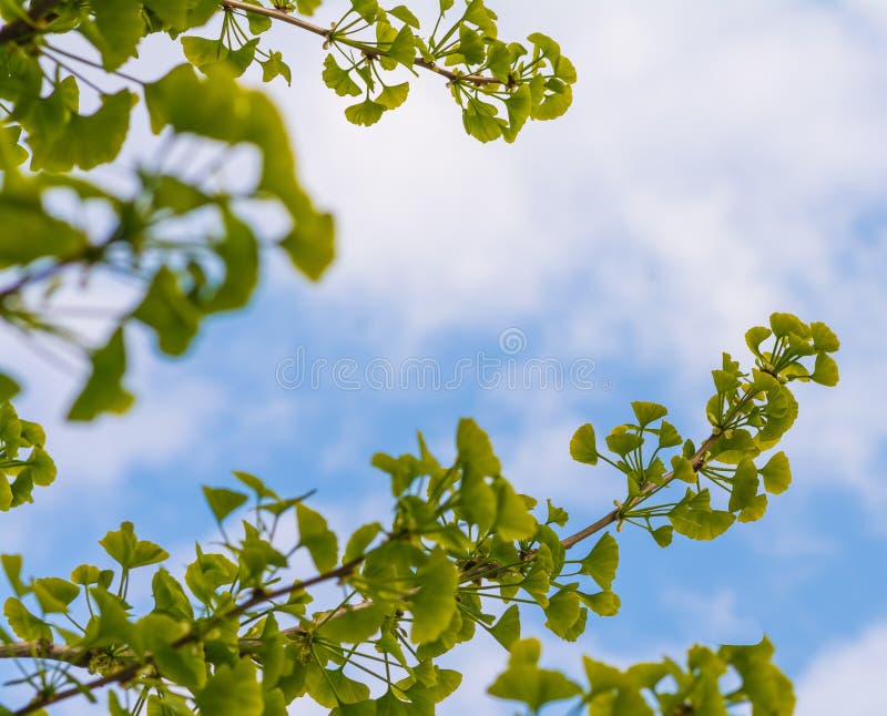 Ginkgo tree branch stock photo. Image of branch, leaf - 40734676