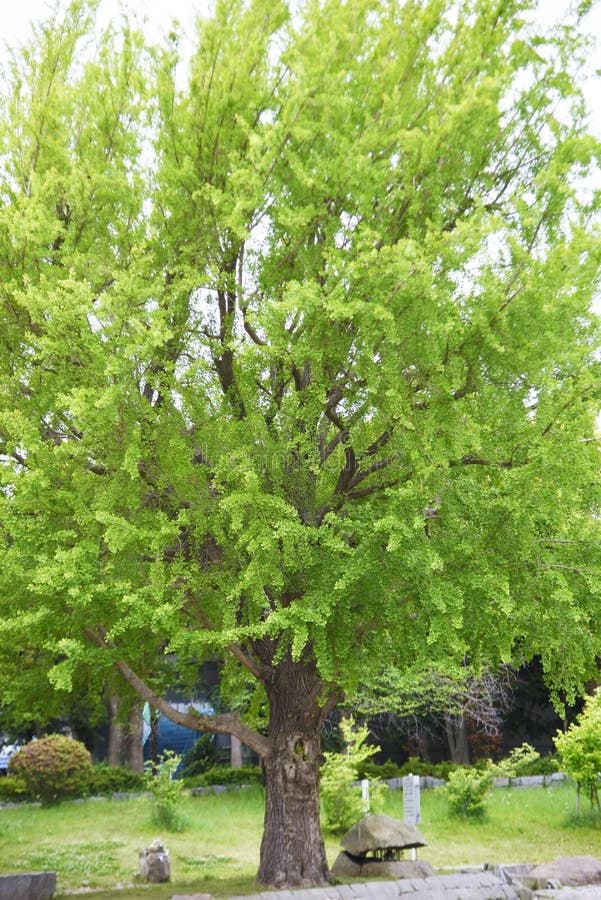 Nkgo Tree Stock Photos - Free & Royalty-Free Stock Photos from Dreamstime