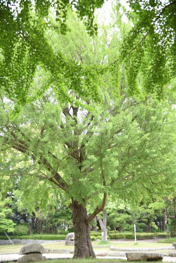 Nkgo Stock Photos - Free & Royalty-Free Stock Photos from Dreamstime