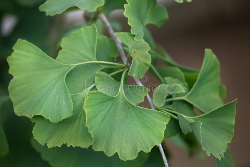 Ginkgo tree Ginkgo biloba stock image. Image of maidenhair - 87269037