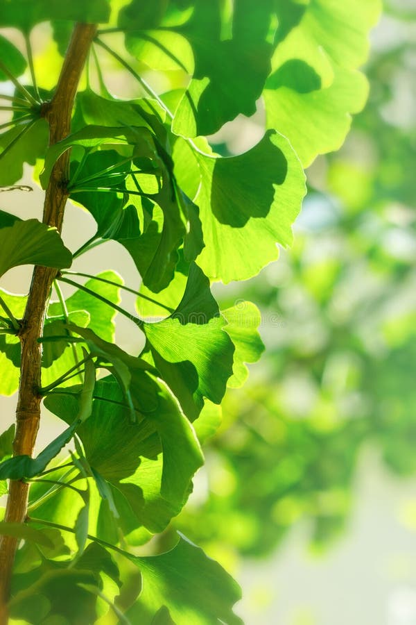 Ginkgo Tree -green leaves stock photo. Image of closeup - 36304398