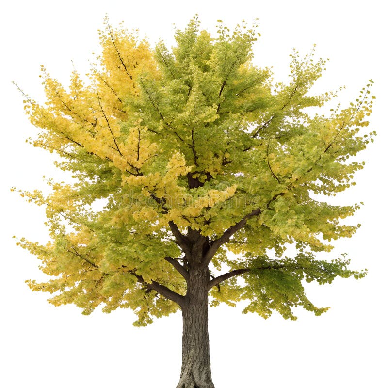 Ginkgo Tree in Japan Isolated on White Background Stock Illustration ...