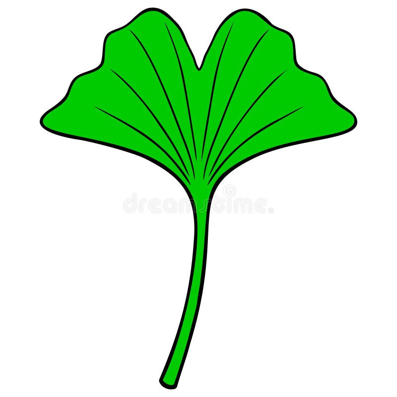 Ginkgo Tree Leaf stock vector. Illustration of plant - 164283343