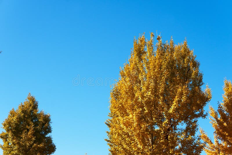 Ginkgo Tree Under Blue Sky in the Park Stock Image - Image of leaves ...