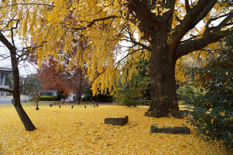 Ginkgo Tree with Yellow Foliage in Fall in a Park Stock Image - Image ...