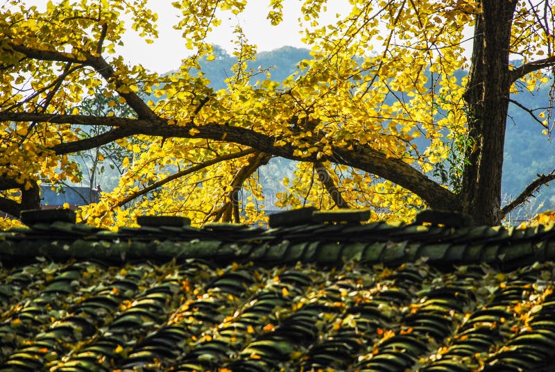 Ginkgo trees in autumn stock image. Image of nature, forest - 84532745