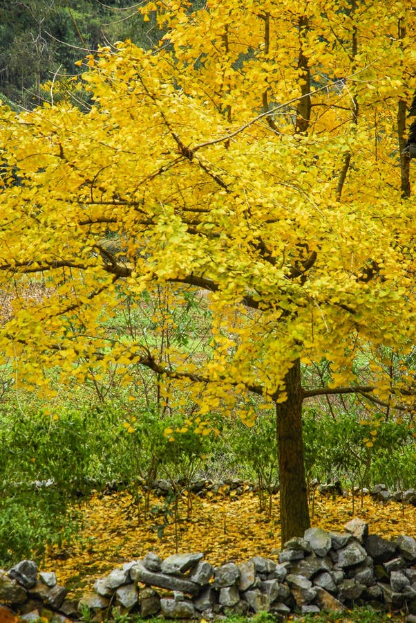 Ginkgo trees in autumn stock photo. Image of colorful - 84910032