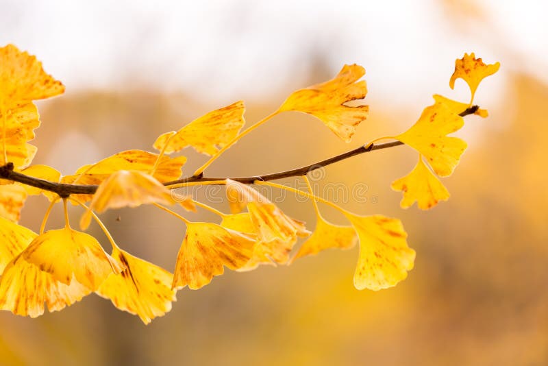 Ginkgo trees Autumn stock image. Image of ginkgo, famous - 100412551