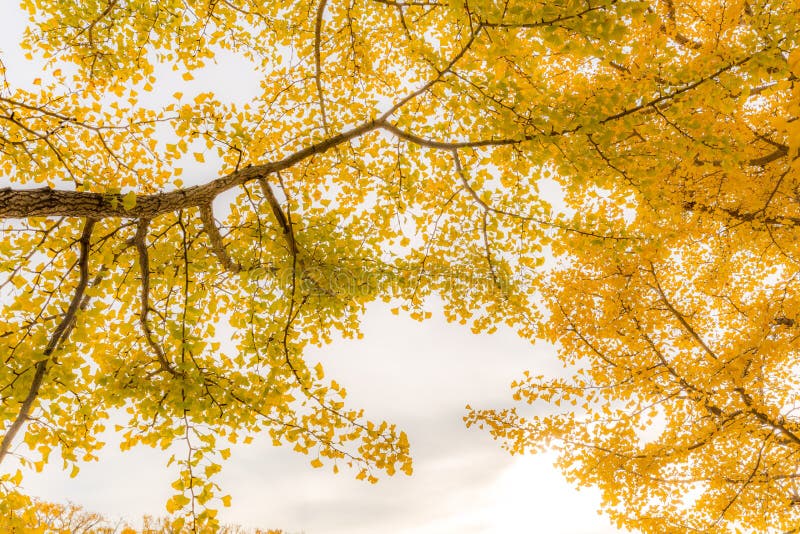 Ginkgo trees Autumn stock image. Image of cover, japan - 101120361