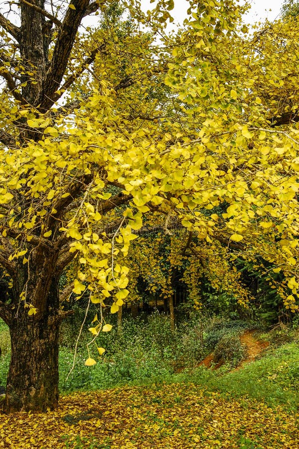Ginkgo Trees Scenery in Autumn Stock Image - Image of herb, green: 84543671