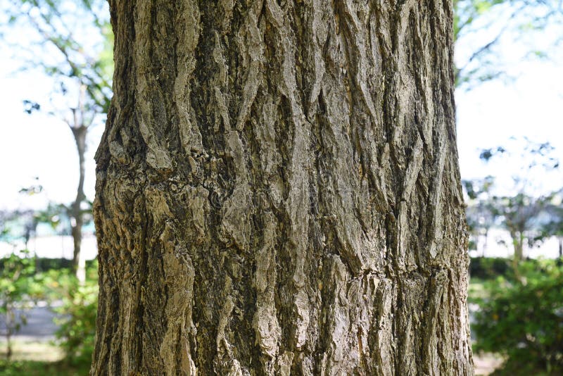 Ginkgo trunk and bark stock photo. Image of green, leaves - 180900112
