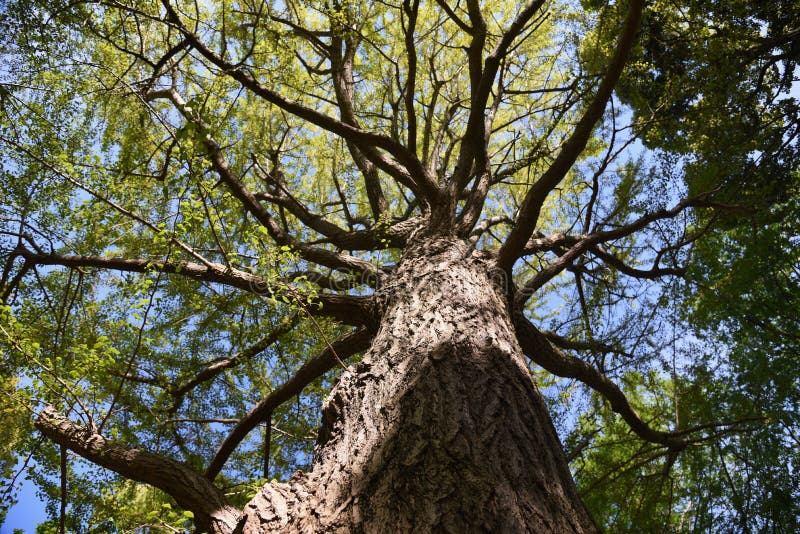 Ginkgo trunk and bark stock photo. Image of season, gingko - 180900030