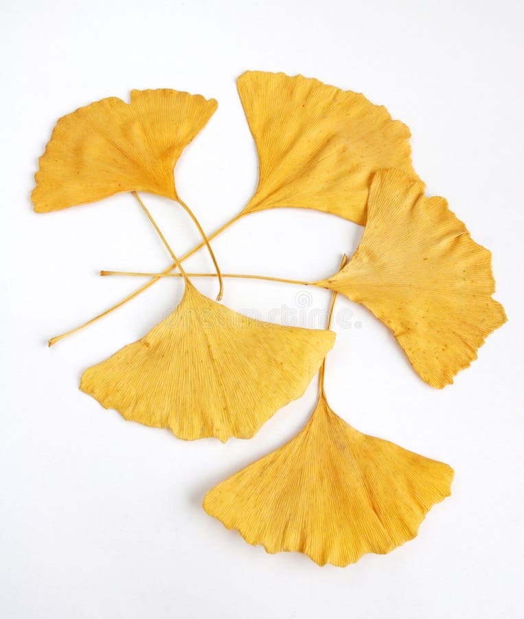 Isolated ginko seed 2 stock photo. Image of medicinal - 11888904