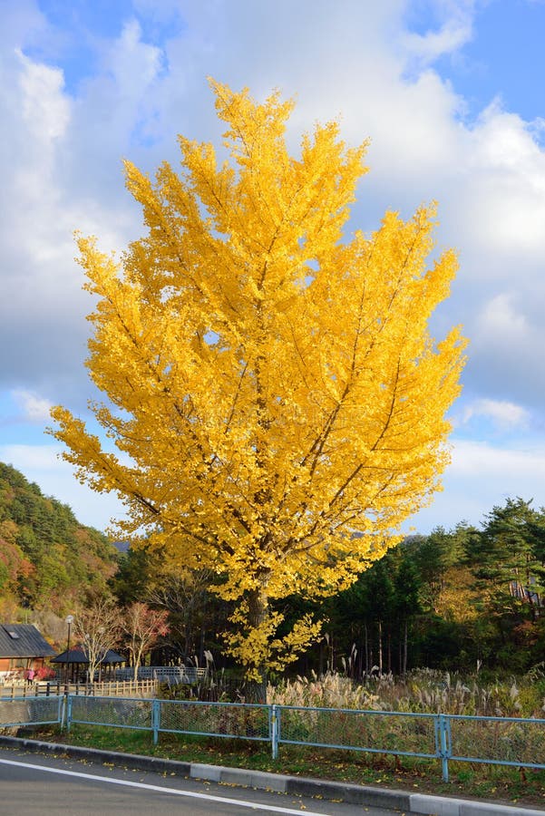Ginko stock photo. Image of ginko, japan, japanese, yallow - 67534490